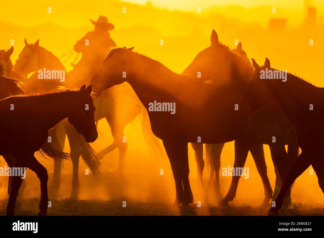 A herd of horses running through a field on a Mexican Ranch at sunrise ...