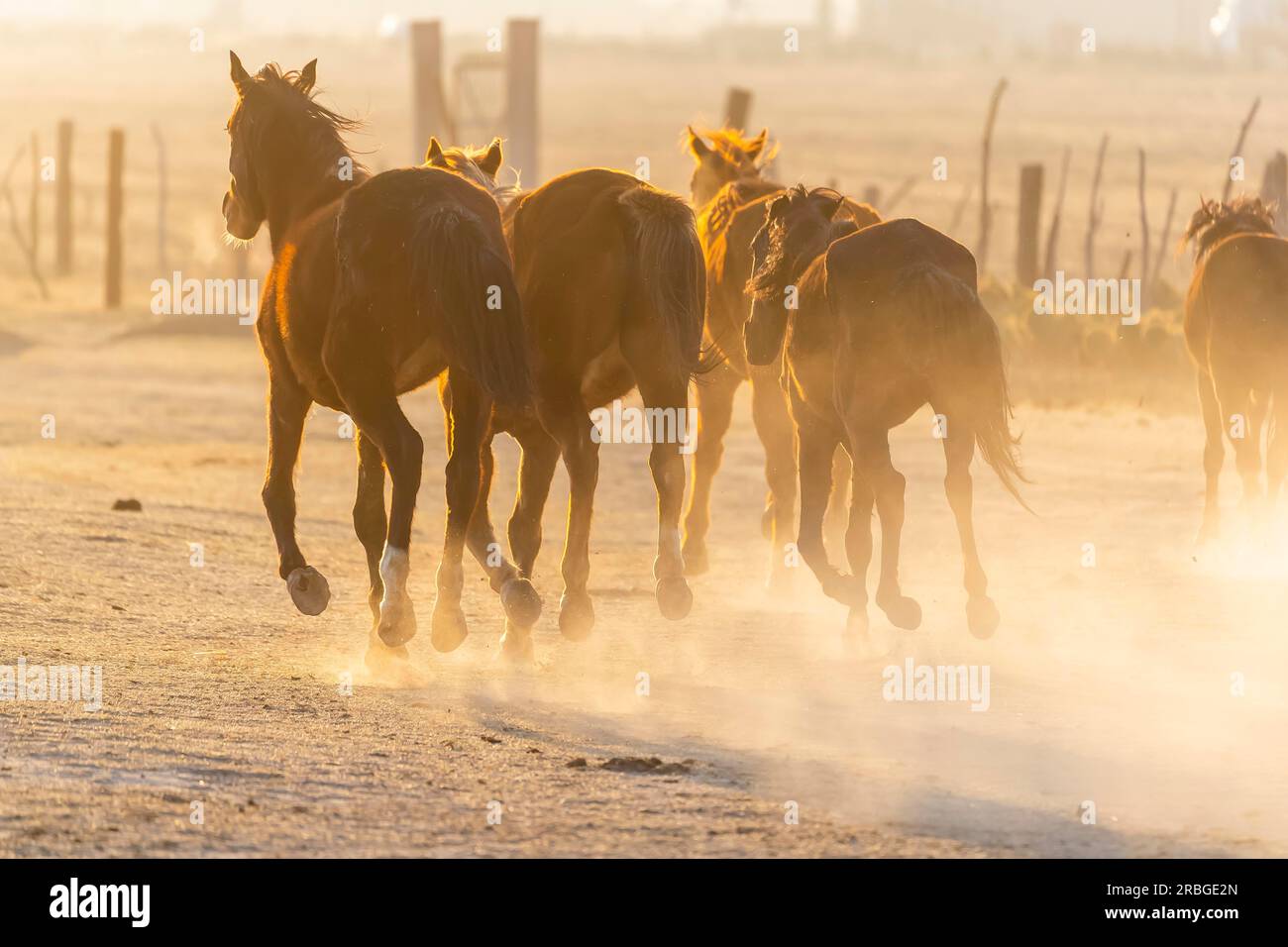 A herd of horses running through a field on a Mexican Ranch at sunrise ...