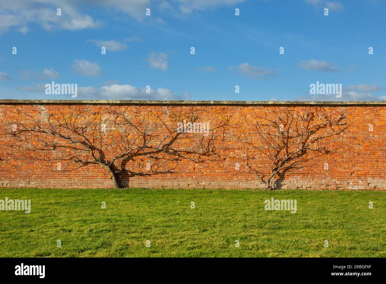 Cordon tree uk hi-res stock photography and images - Alamy