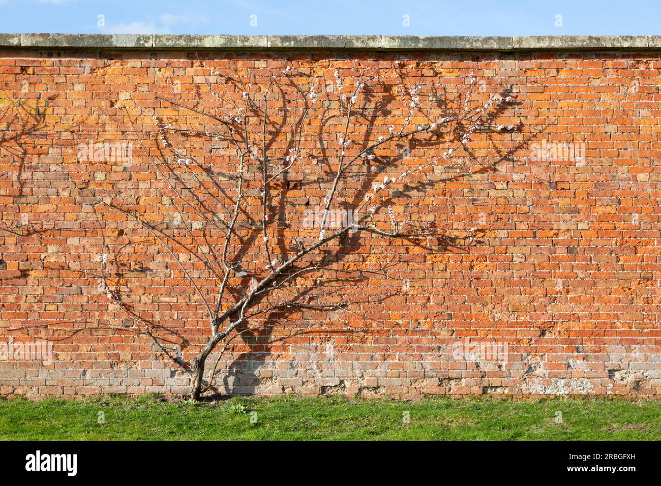 Fruit tree cordon growing against a brick wall Stock Photo - Alamy