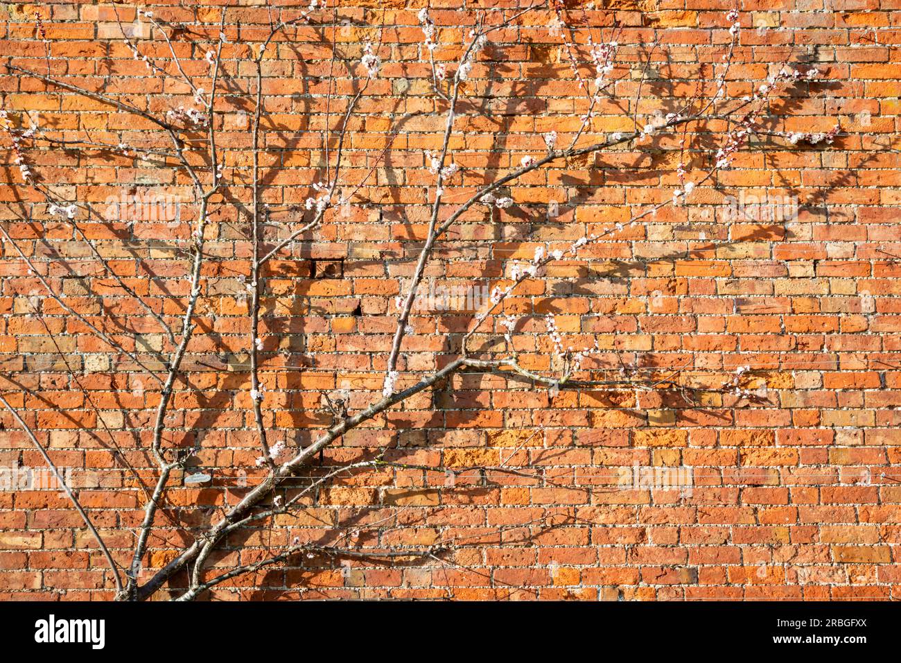 Fruit tree cordon growing against a brick wall Stock Photo - Alamy