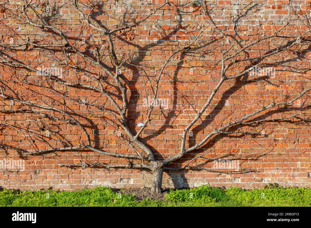 Fruit tree against brick wall hi-res stock photography and images - Alamy
