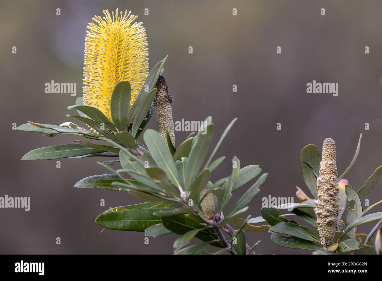Coast Banksia tree in flower Stock Photo - Alamy