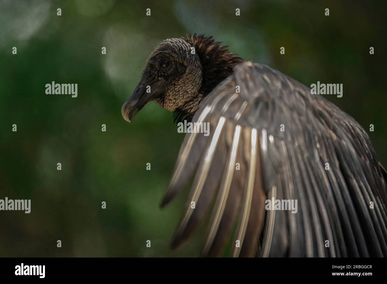Black vulture, Everglades National Park Stock Photo - Alamy