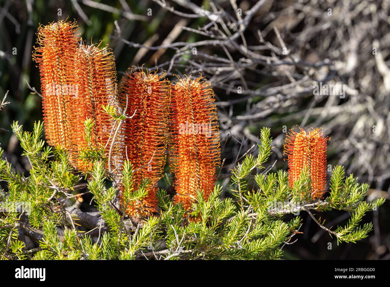 Australian Heath Banksia tree in flower Stock Photo - Alamy