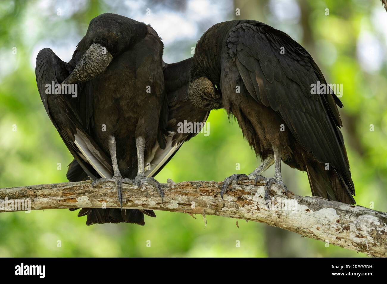 Two black vulture birds hi-res stock photography and images - Alamy