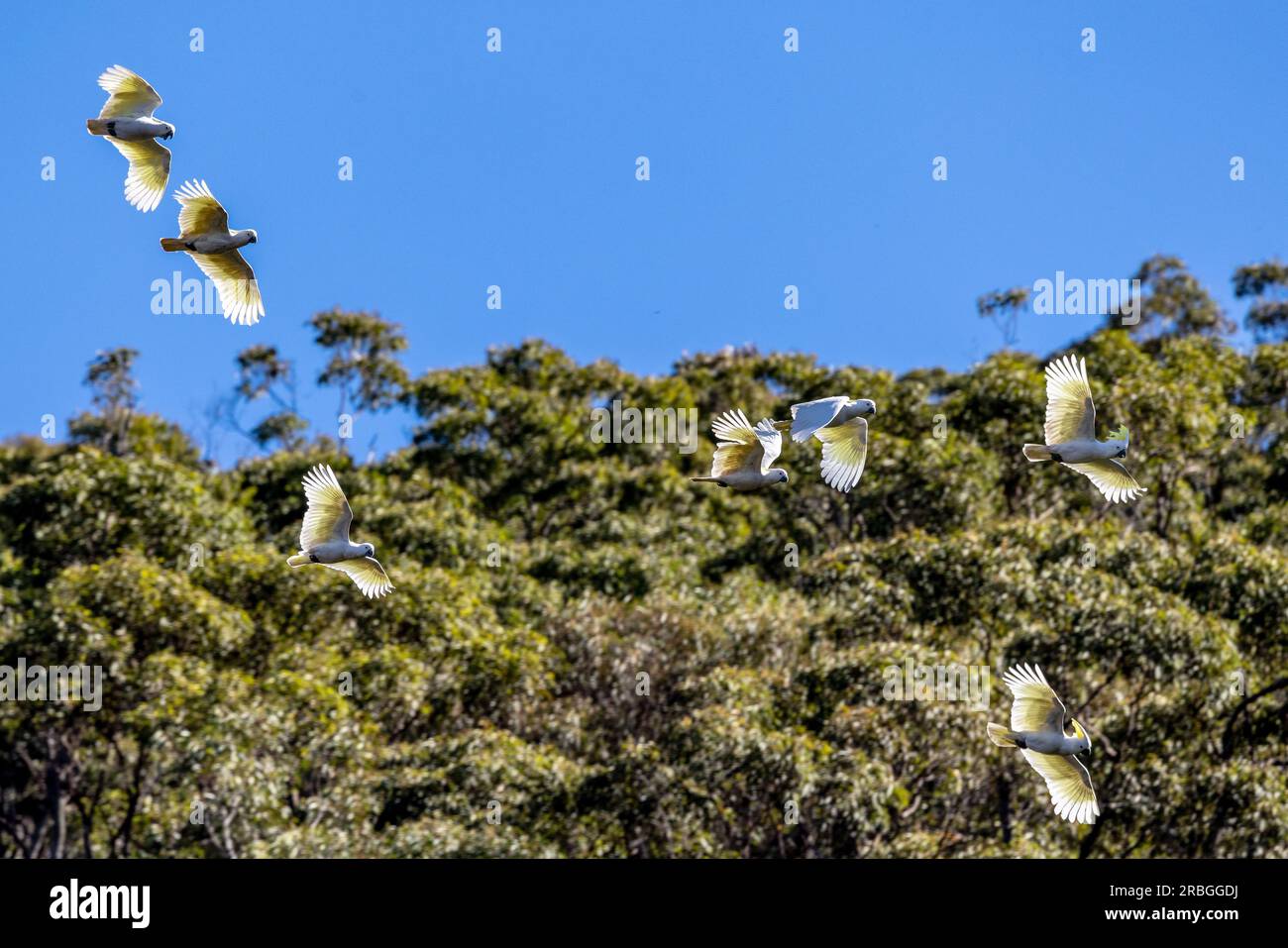 Australian Sulphur-crested Cockatoo's in flight Stock Photo - Alamy