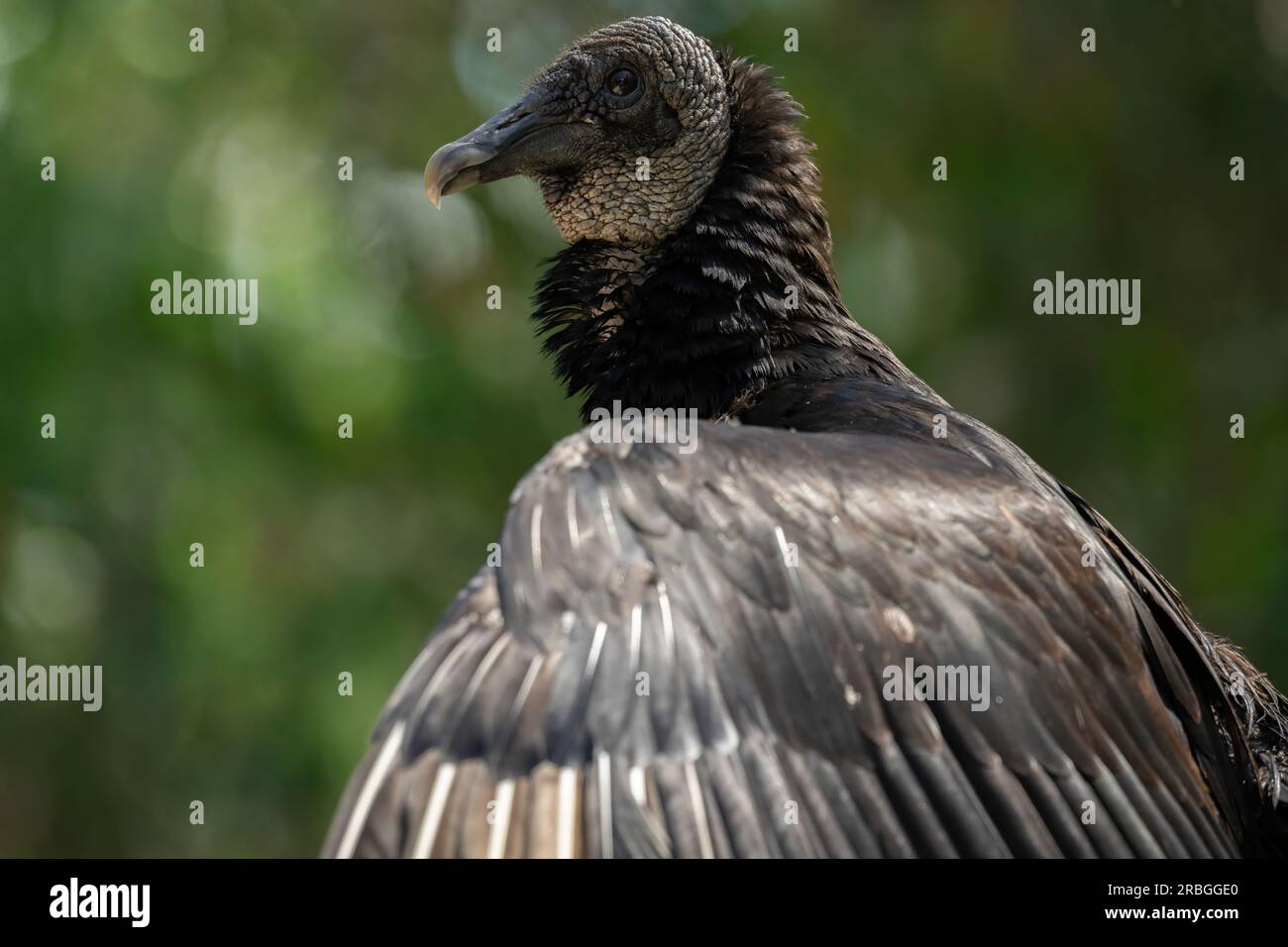 Black vulture, Everglades National Park Stock Photo - Alamy