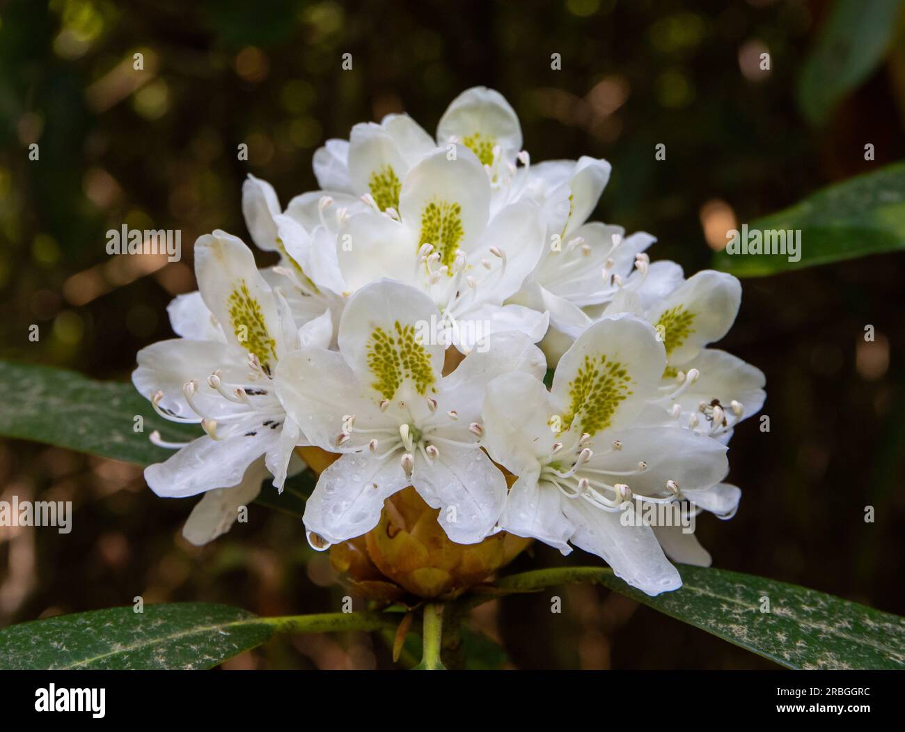Carolina rhododendron rhododendron carolinianum hi-res stock ...