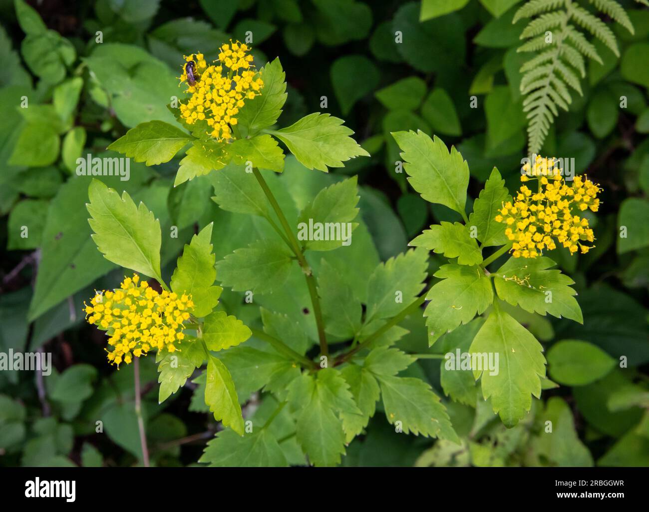 Wildflowers in the shade hi-res stock photography and images - Alamy