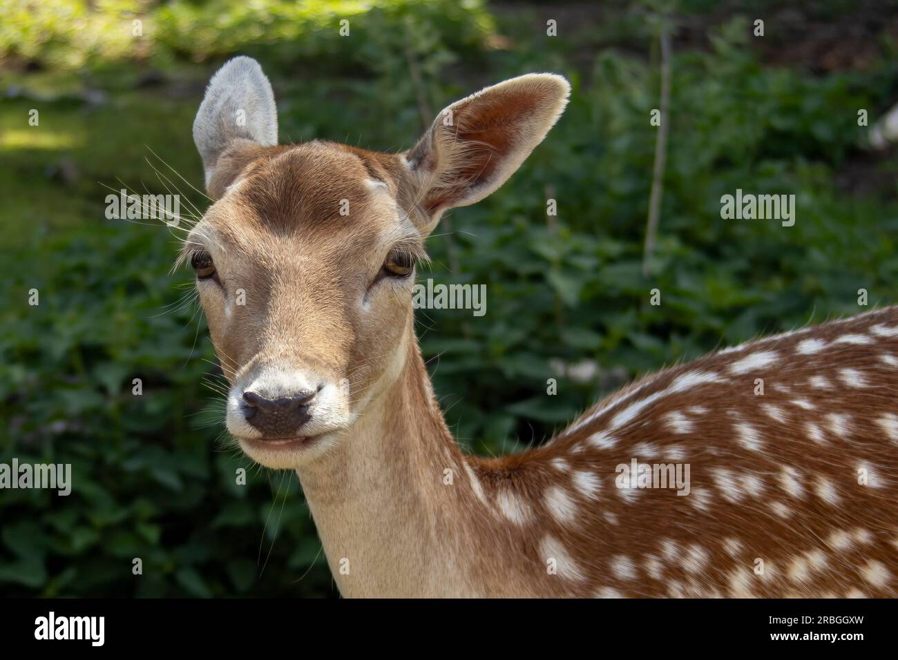 European fallow deer [dama hi-res stock photography and images - Alamy