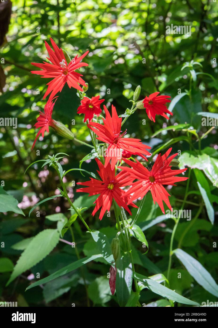 Scarlet catchfly hi-res stock photography and images - Alamy