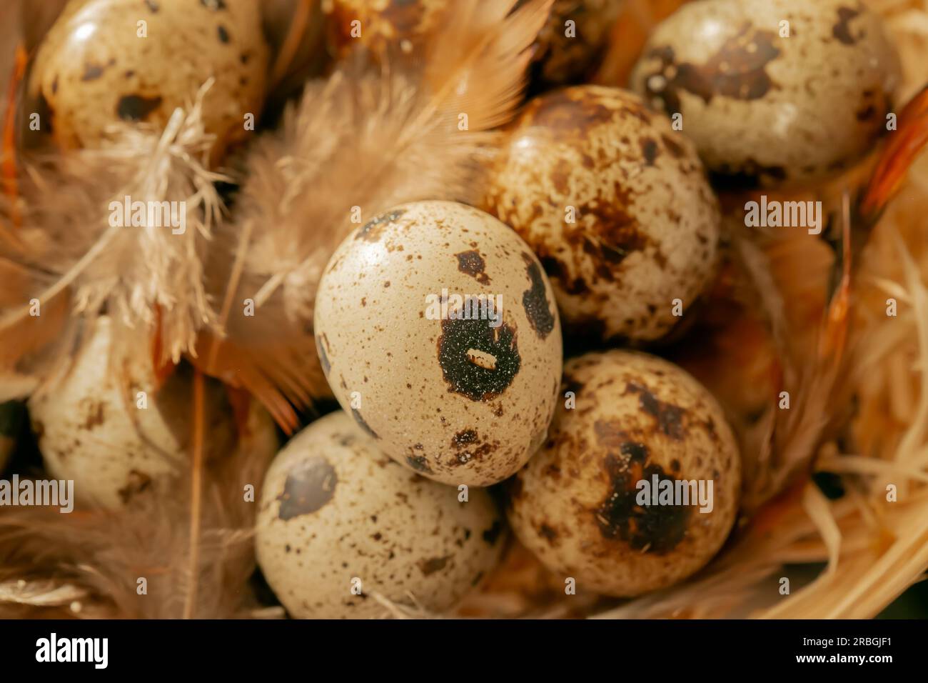 speckled eggs and fluffy feathers.Animal protein.Quail eggs with ...