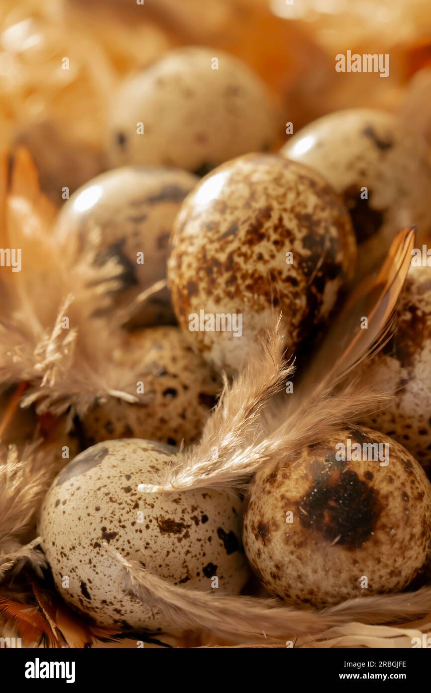 Quail eggs set with feathers close-up in the sun. speckled eggs and ...