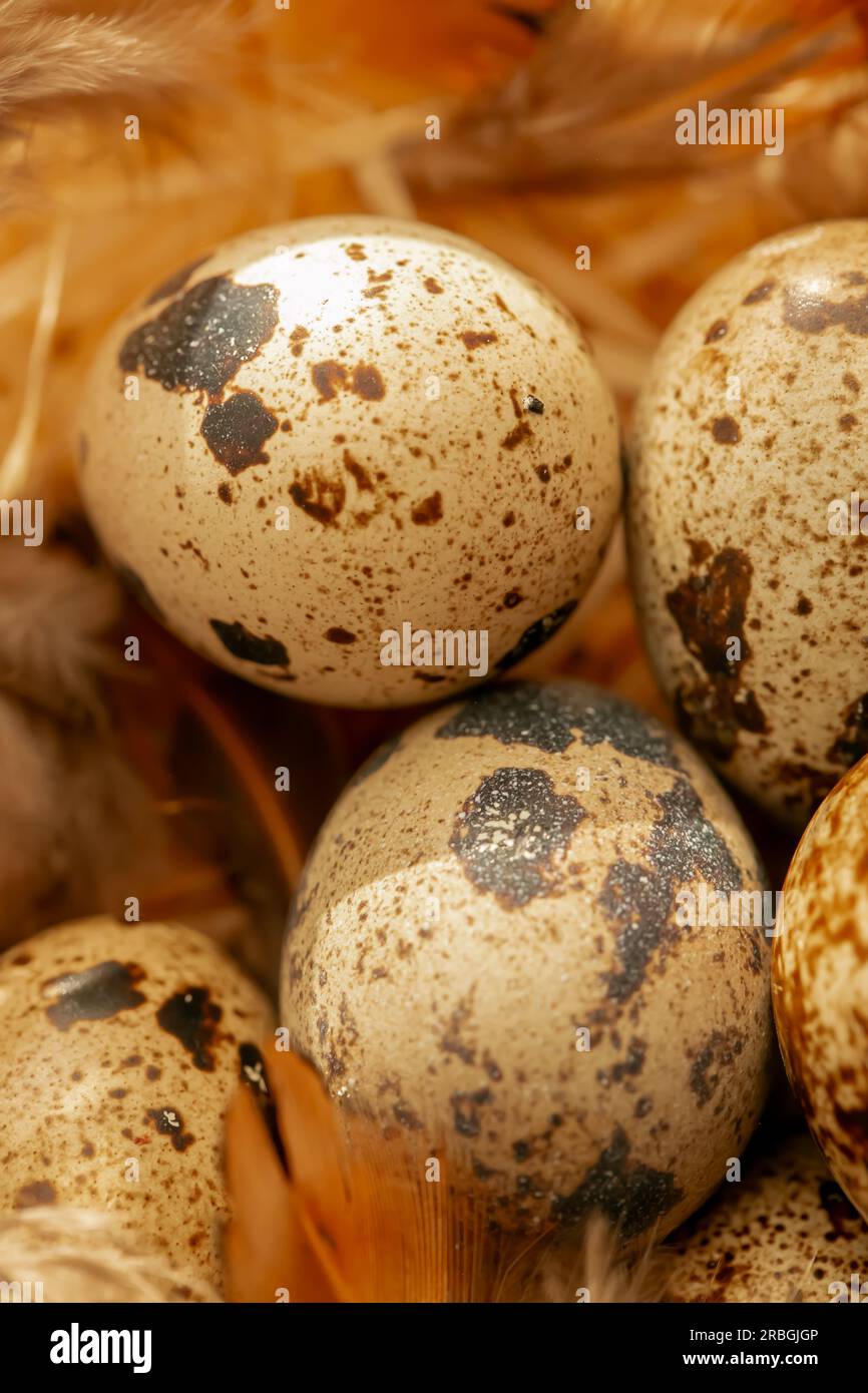 Quail eggs set with feathers in the straw close-up in the sun. speckled ...