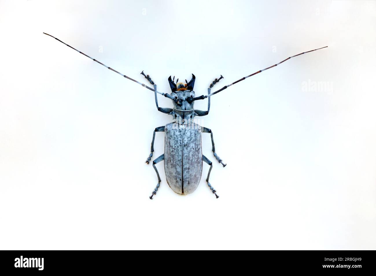 Exotic insects of the fauna of South America common in Central and ...