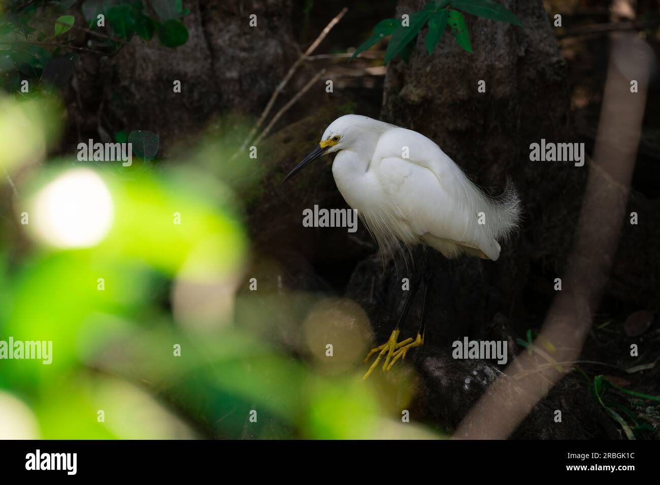 Egret yellow feet hi-res stock photography and images - Alamy