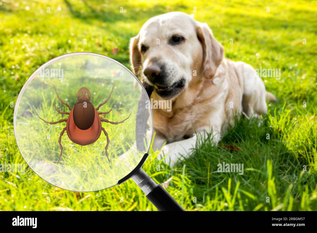 Cute dog outdoors and illustration of magnifying glass with tick Stock ...