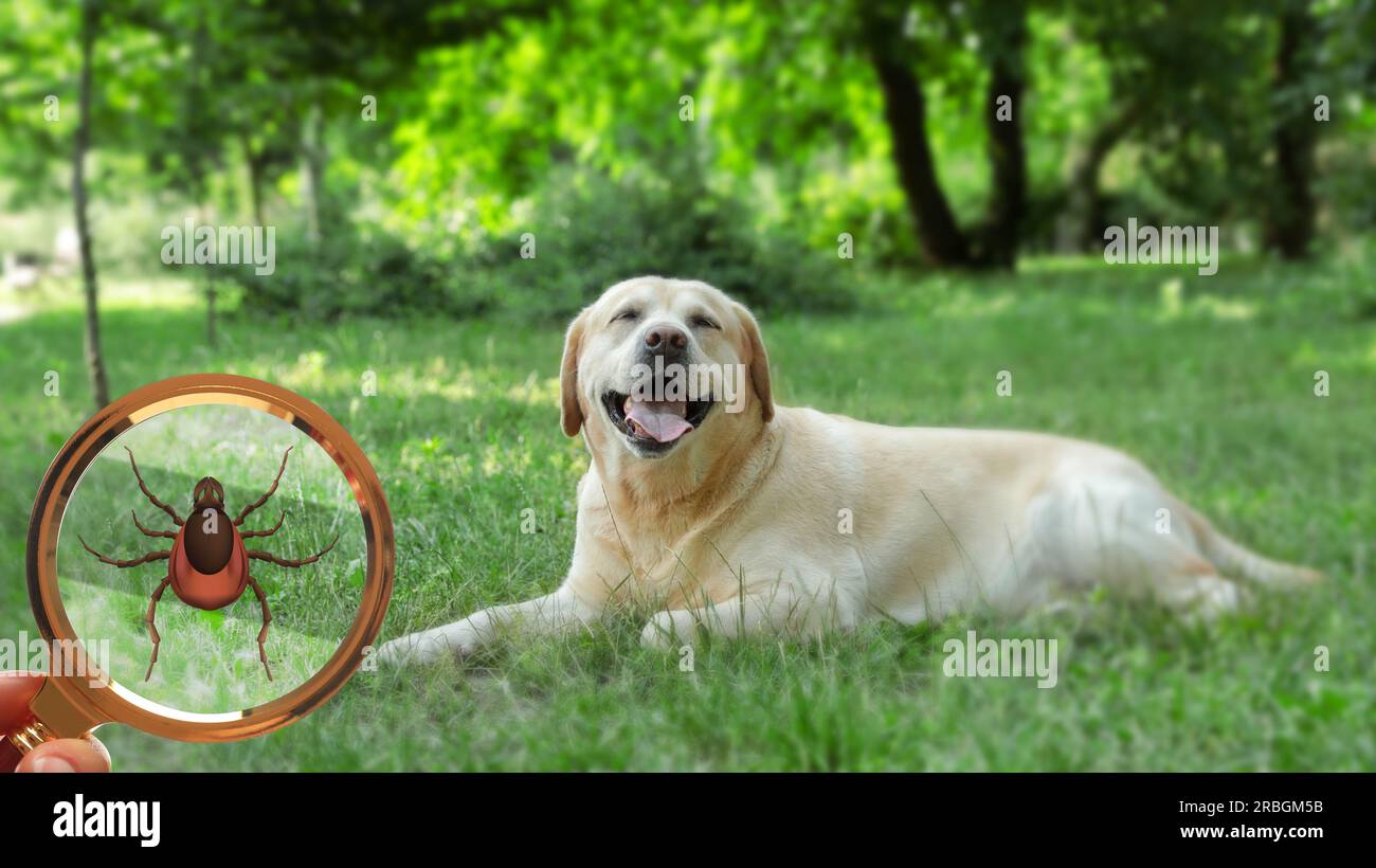 Cute dog outdoors and woman showing tick with magnifying glass, closeup ...