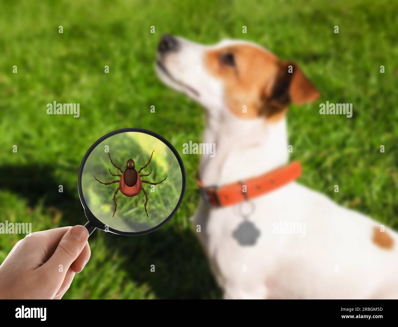 Cute dog outdoors and woman showing tick with magnifying glass ...