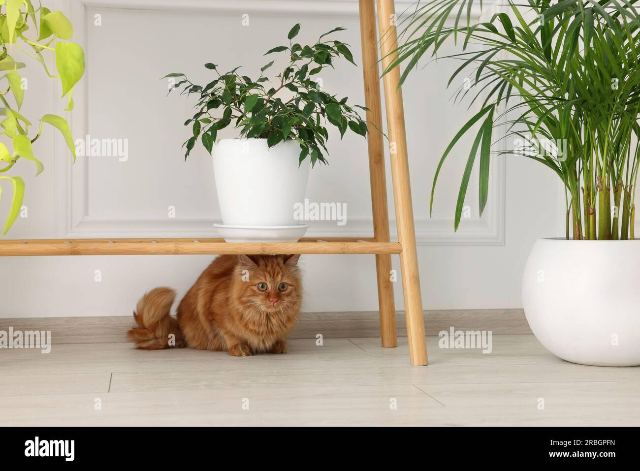 Cat under the table hi-res stock photography and images - Alamy
