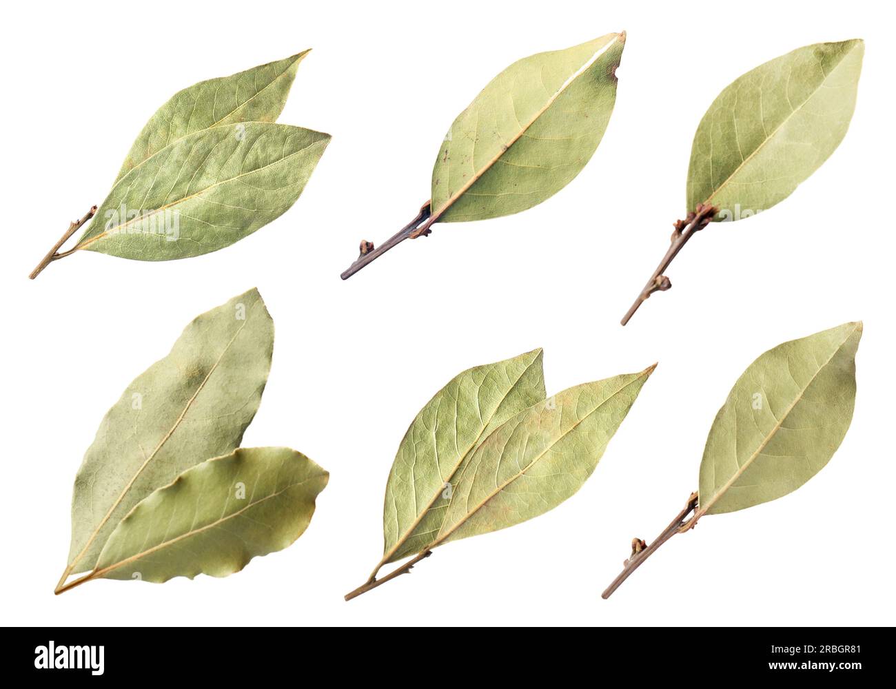 Set of dry bay leaves on white background Stock Photo - Alamy