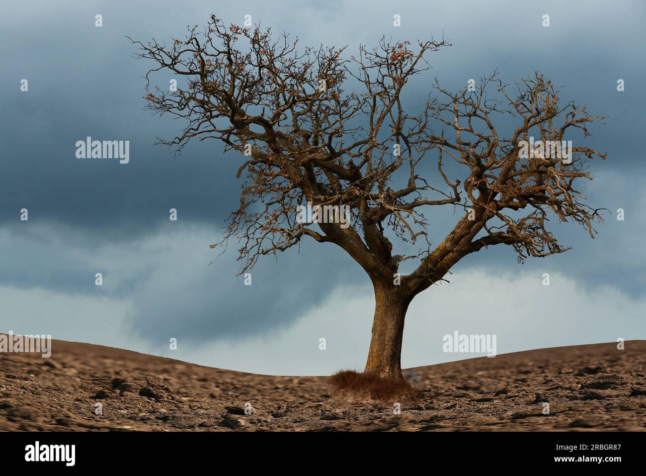 Dry tree among desert parched soil under cloudy sky. Landscape ...