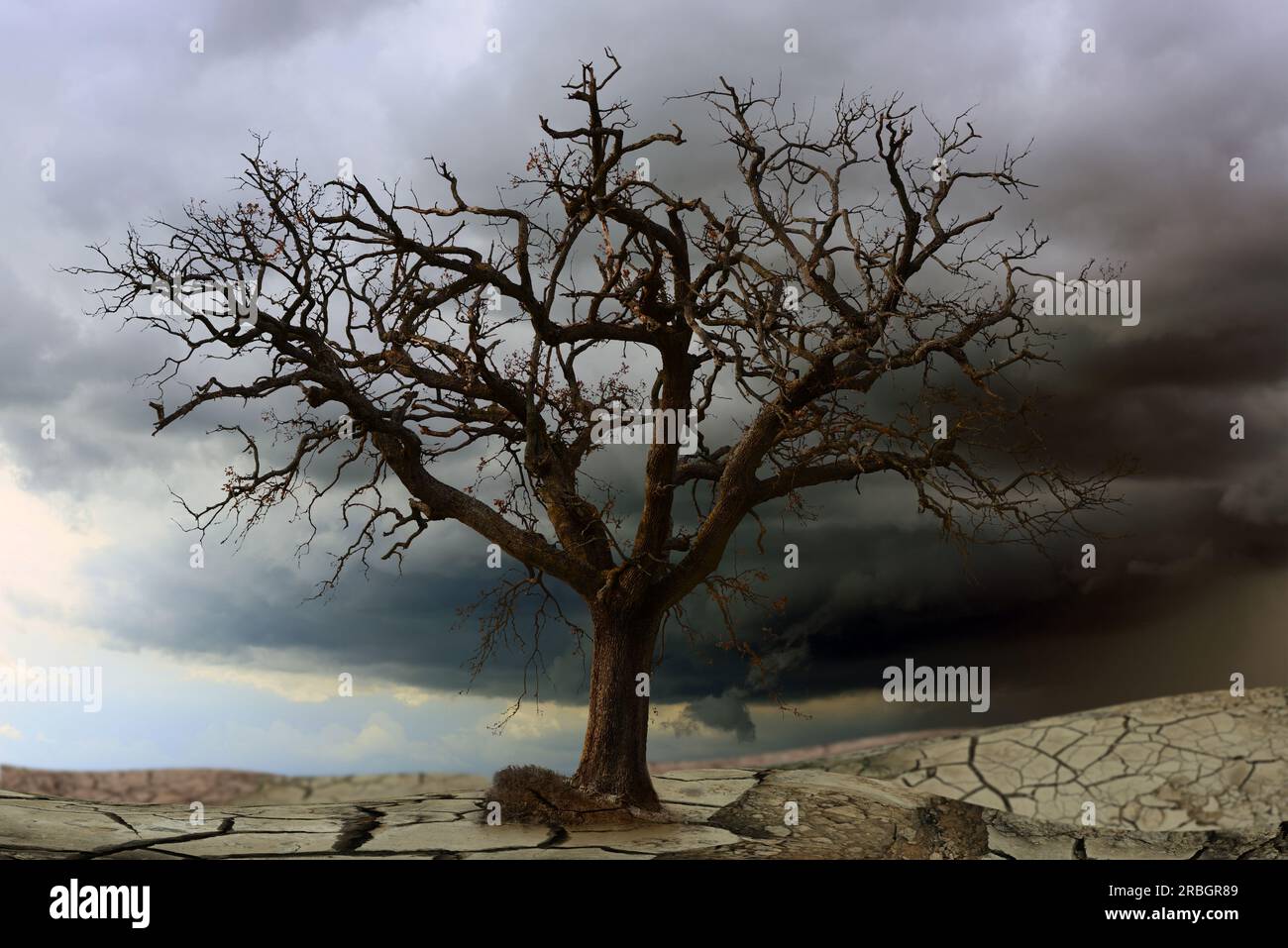 Dry tree among desert parched soil under cloudy sky. Landscape ...