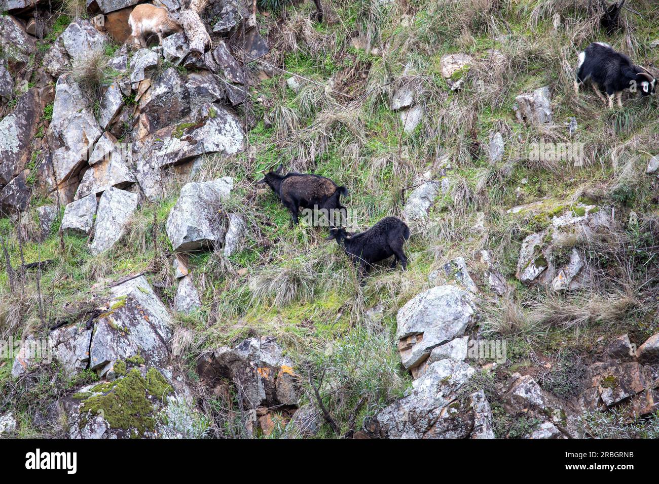 Feral goats australia nsw hi-res stock photography and images - Alamy