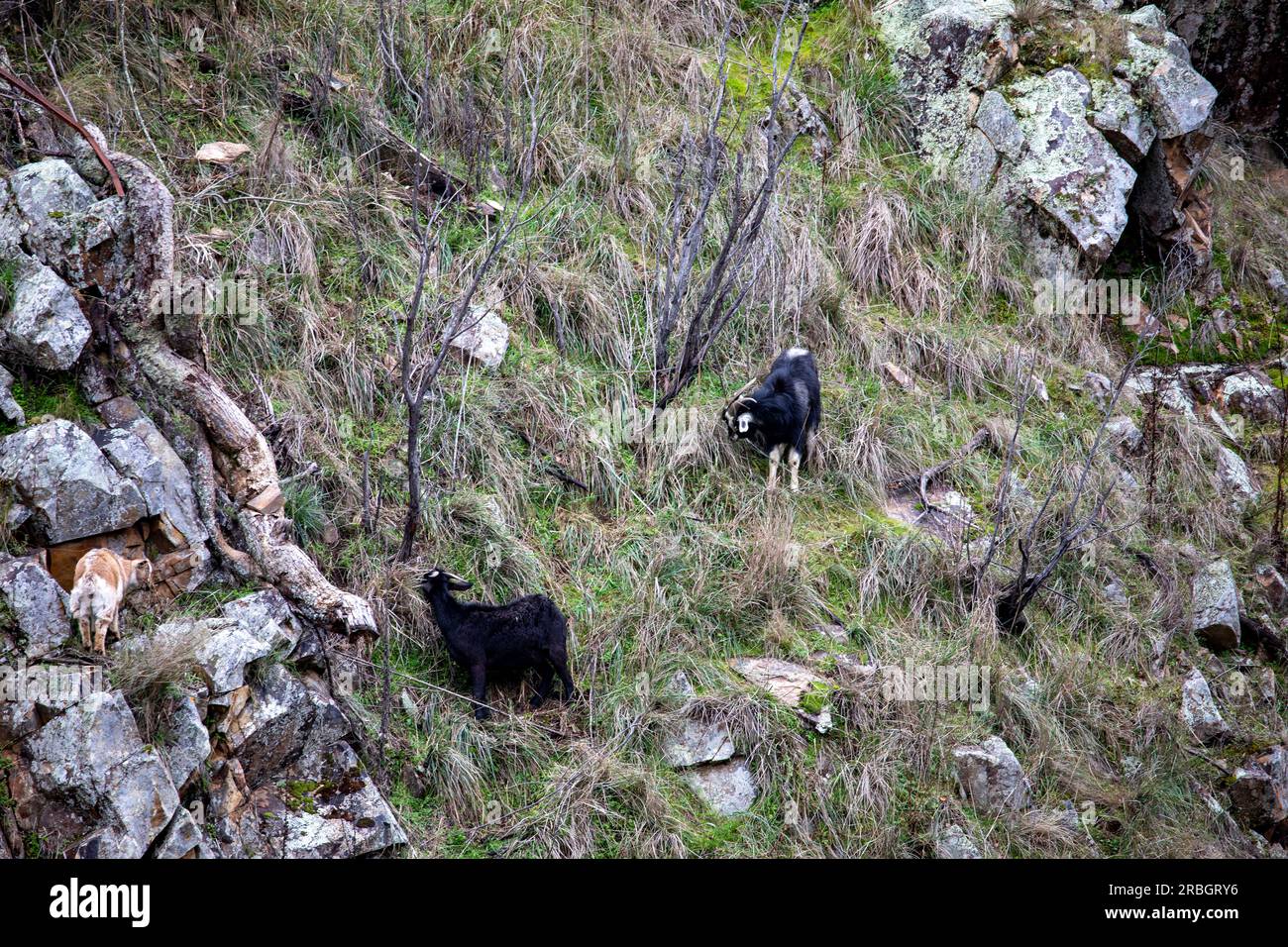 Australian feral goats three of eating grass on steep cliff beside the ...