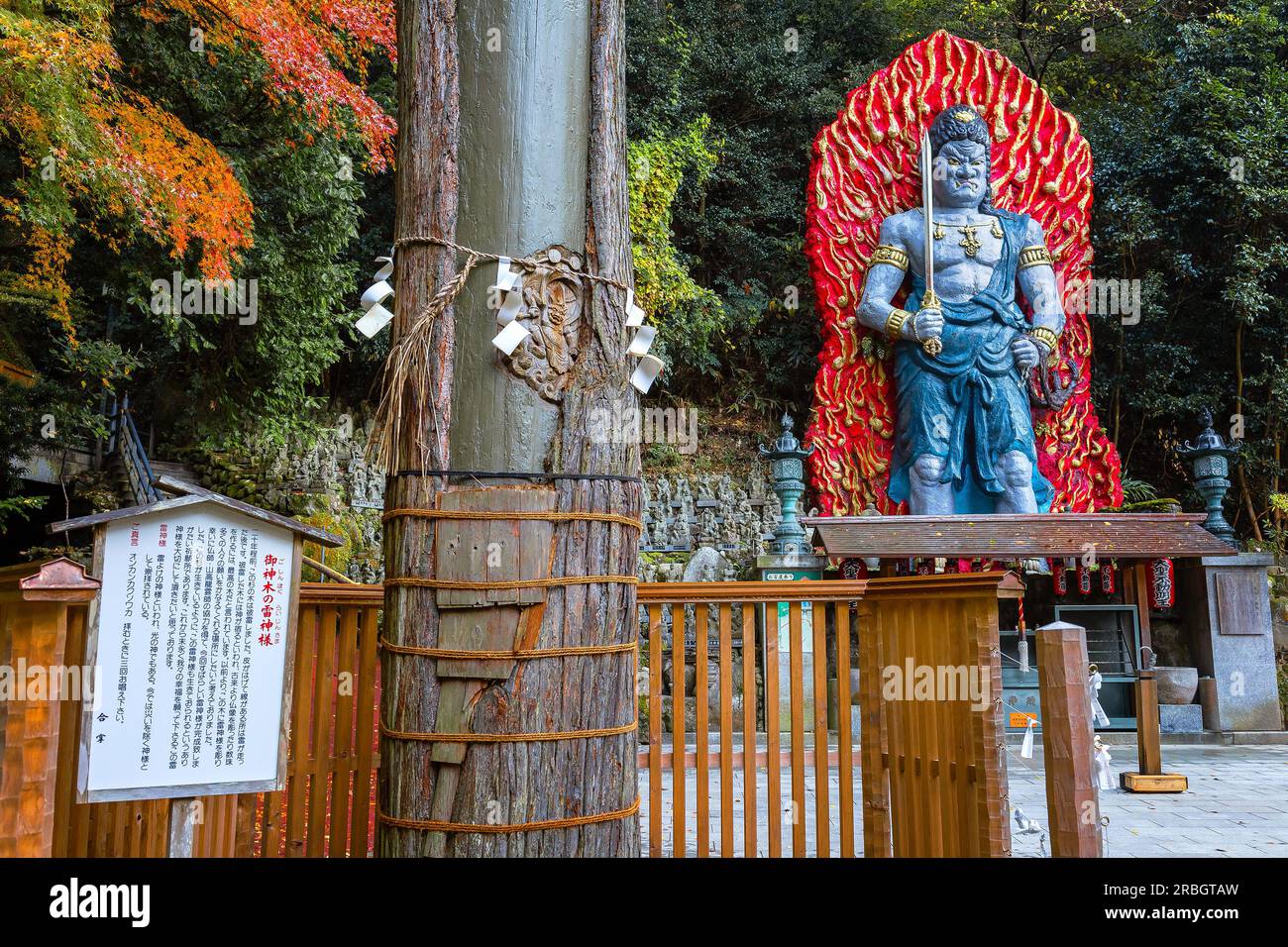 Fukuoka, Japan - Nov 21 2022: A cedar survived a struck of lightning ...