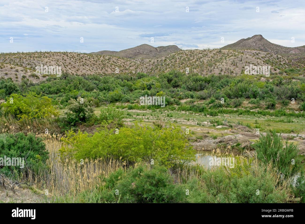 Lush green Rio Grande river basin with arid hills behind in Big Bend ...