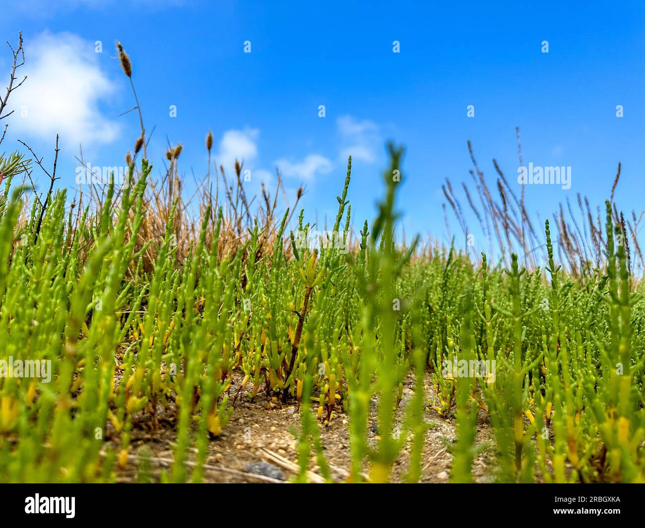 Green samphire or salicornia plants in sand at the seashore Stock Photo ...