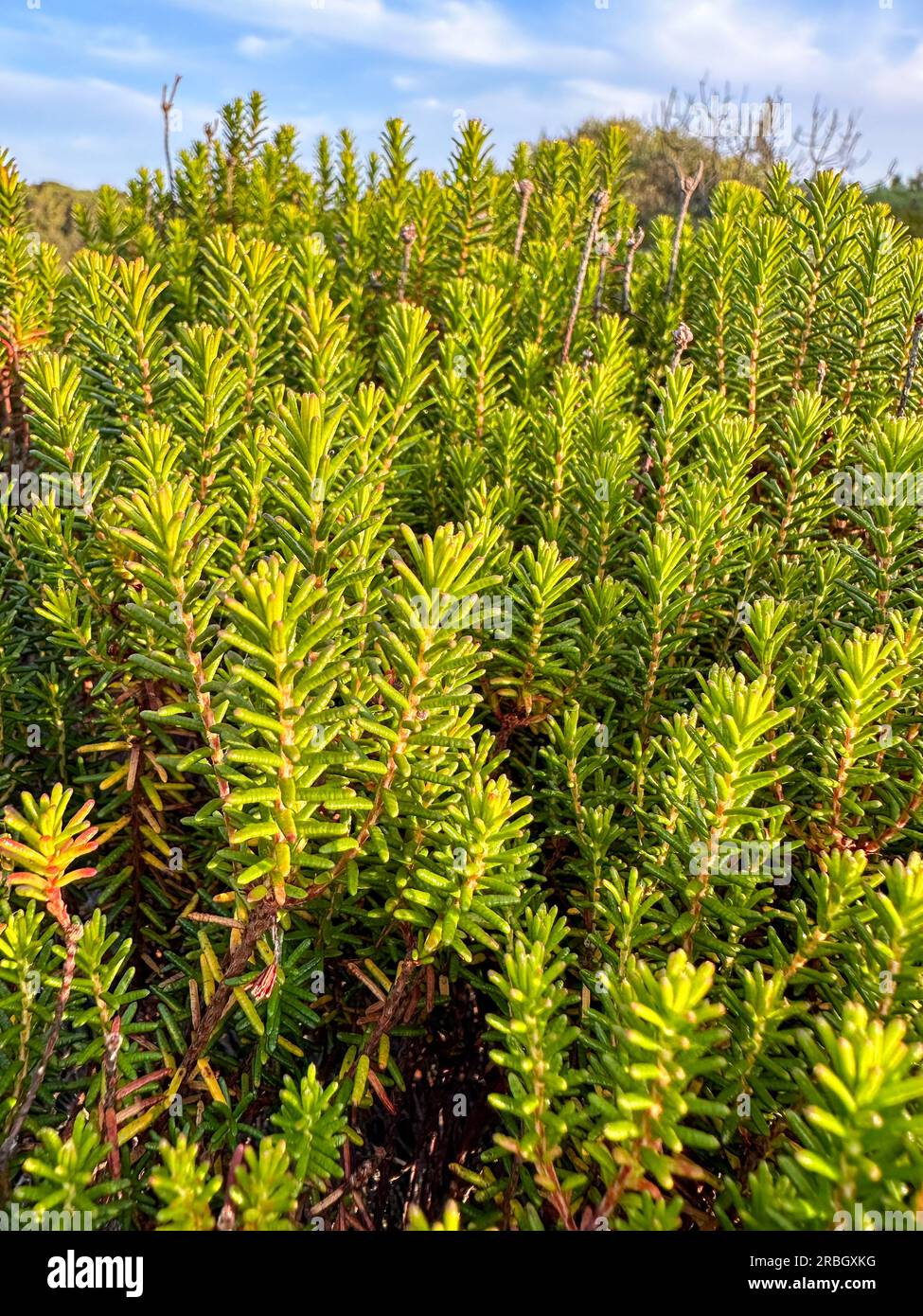 Corema album (Camarinha or Portuguese crowberry) bush Stock Photo - Alamy