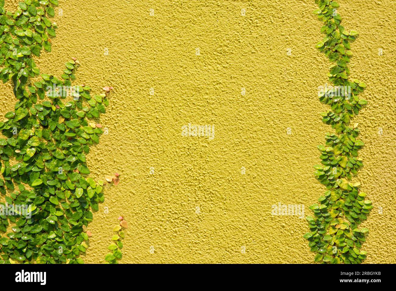 Climbing Ficus pumila on yellow wall Stock Photo - Alamy