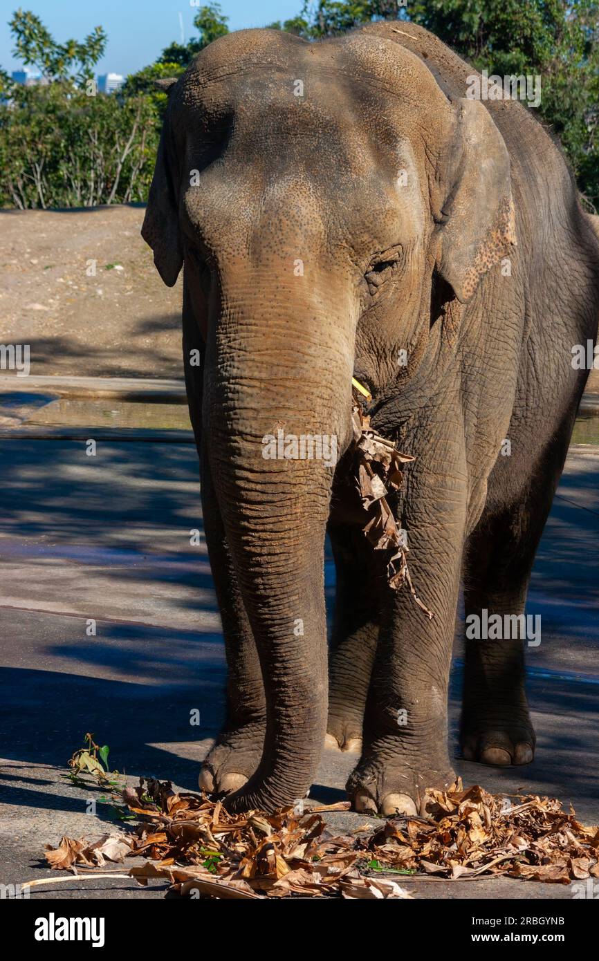 Elephant eating dried leaves Stock Photo - Alamy