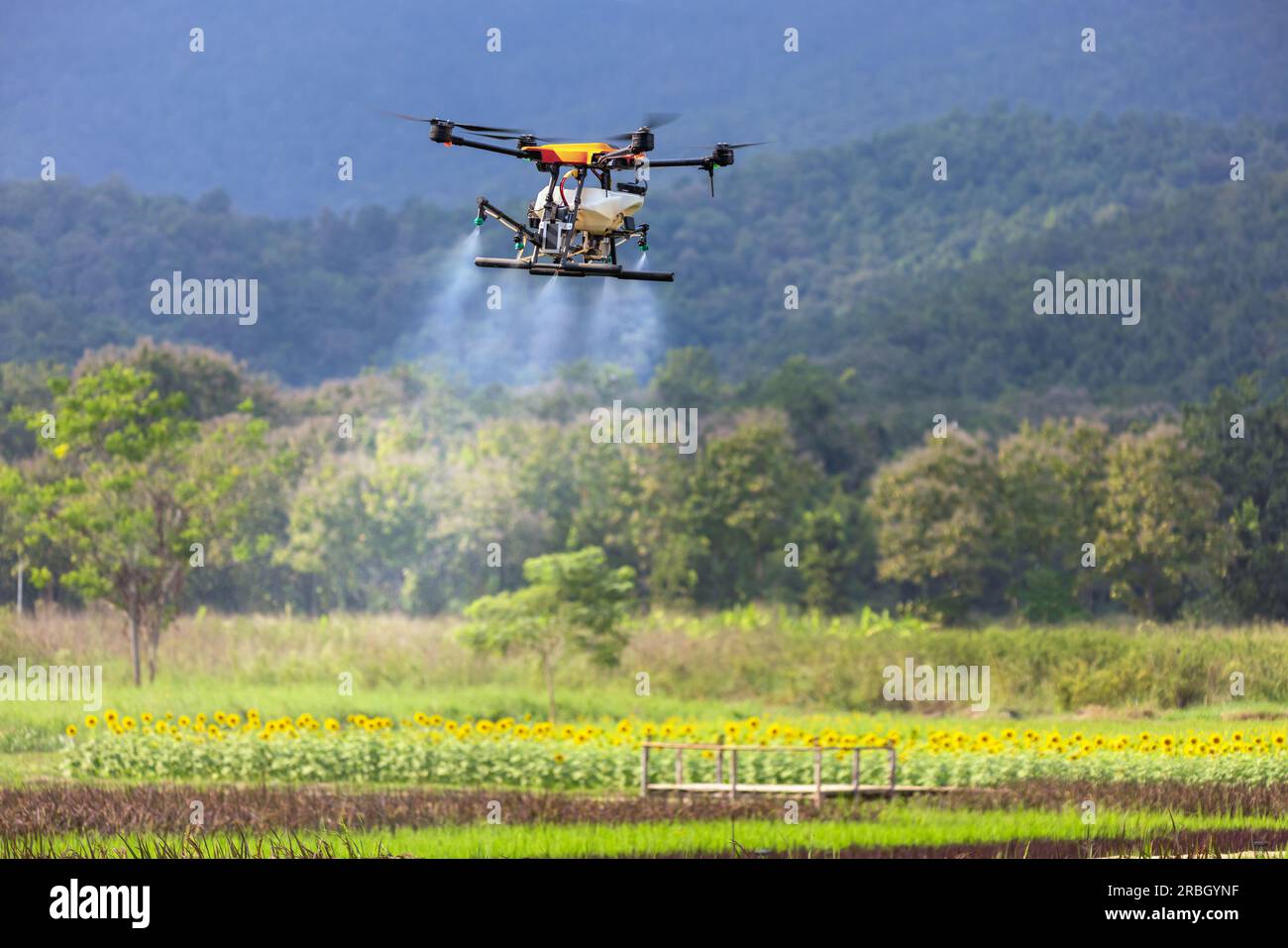 Drone spray pesticide on rice field Stock Photo - Alamy
