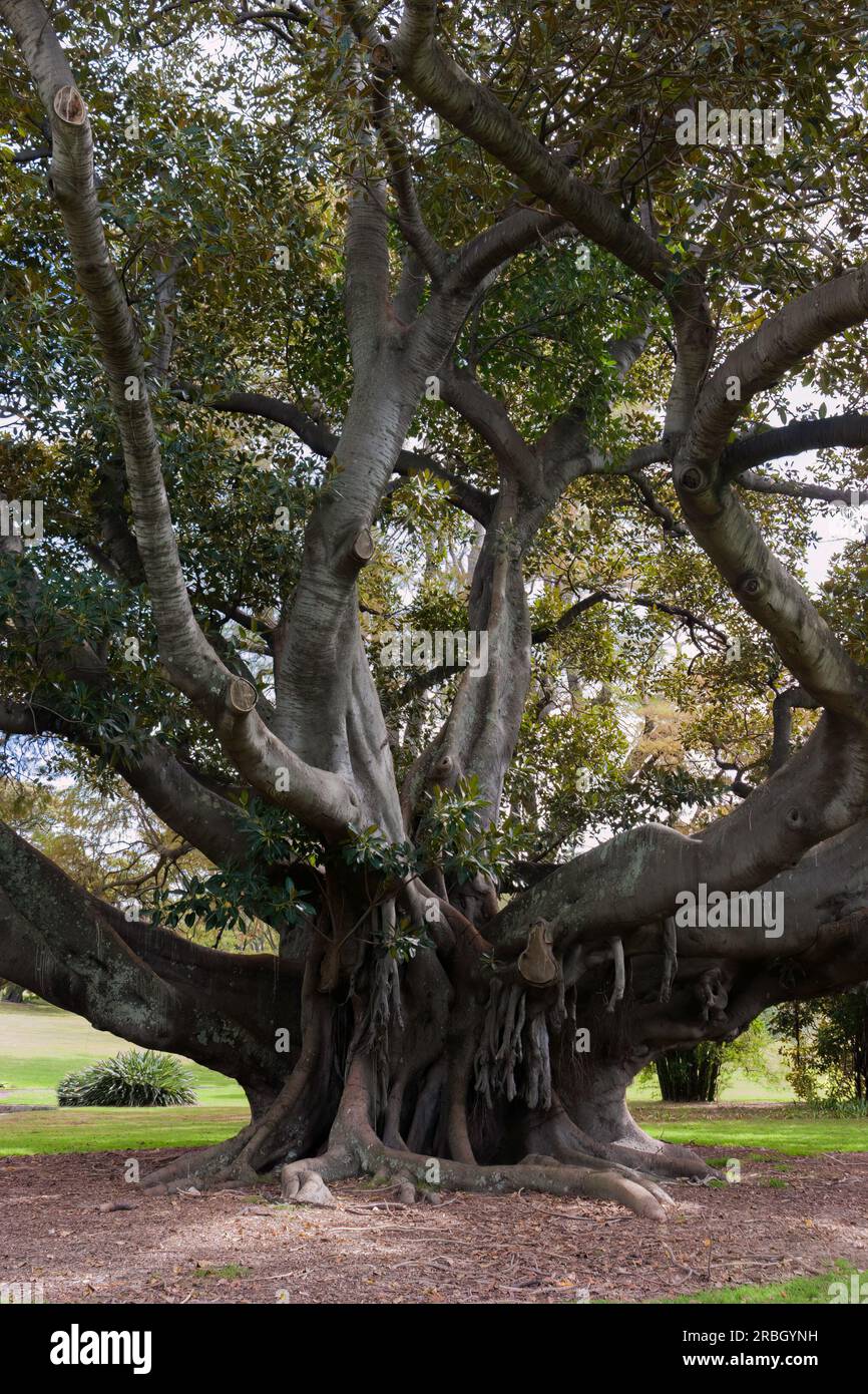 Large tree - Moreton Bay Fig Stock Photo - Alamy