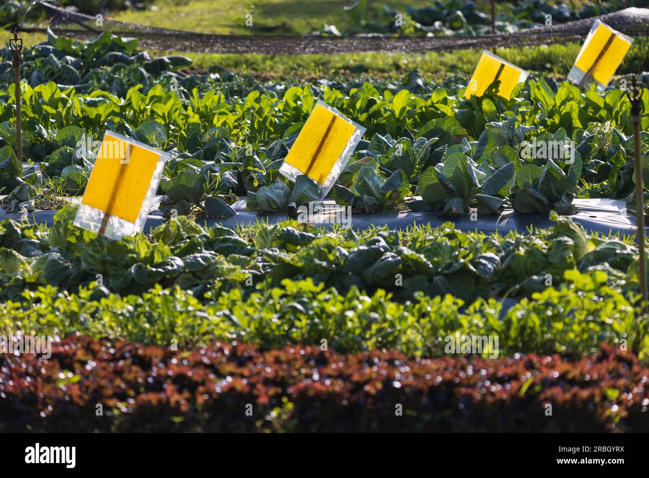 Farmer use yellow sticky card insect trap plant pests in vegetable ...