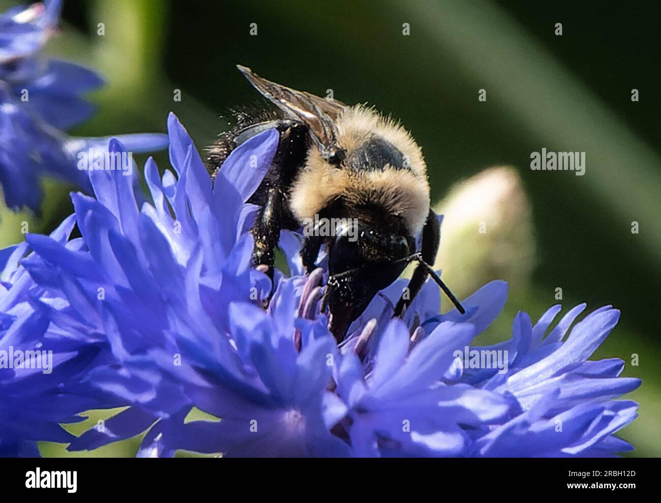 A Bee on a Corn Flower Stock Photo - Alamy