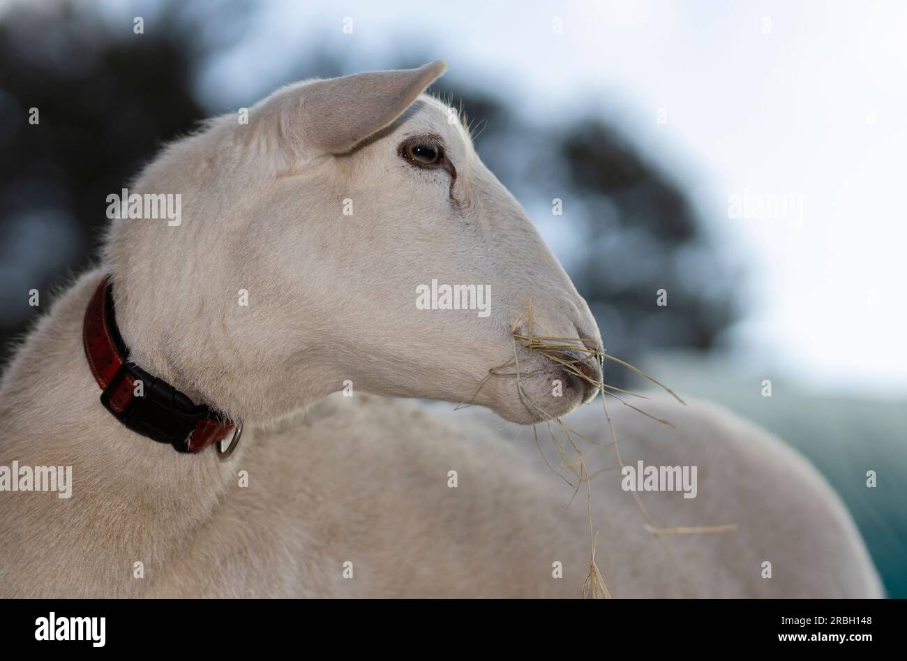 Katahdin sheep ewe that has hay stuck on its face Stock Photo - Alamy