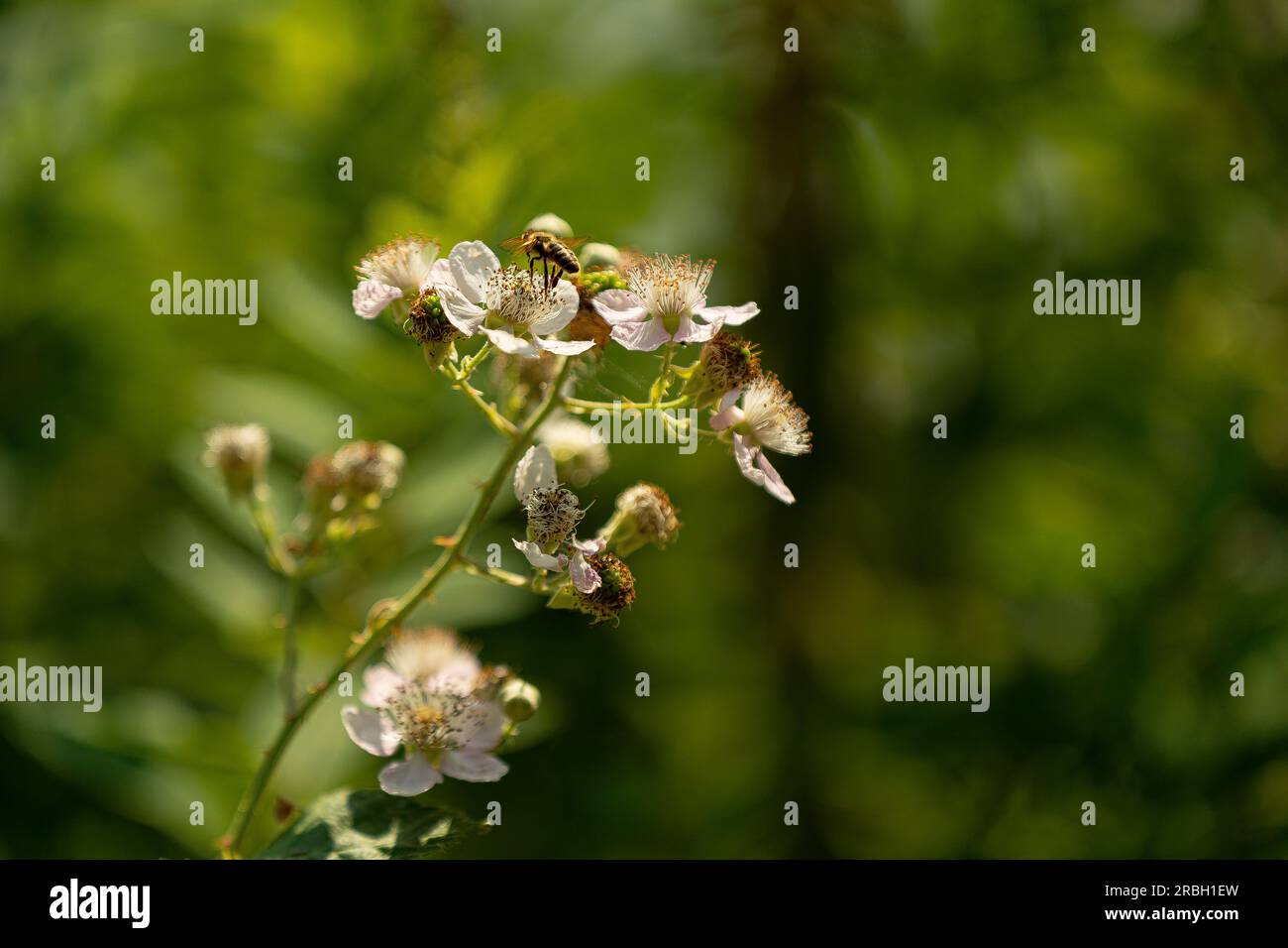 Wild flowers of British Columbia Stock Photo - Alamy