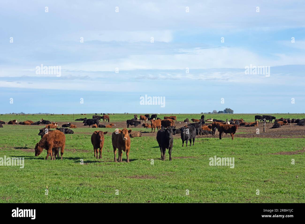 Shot of Hereford and Angus Cattle in the field Stock Photo - Alamy