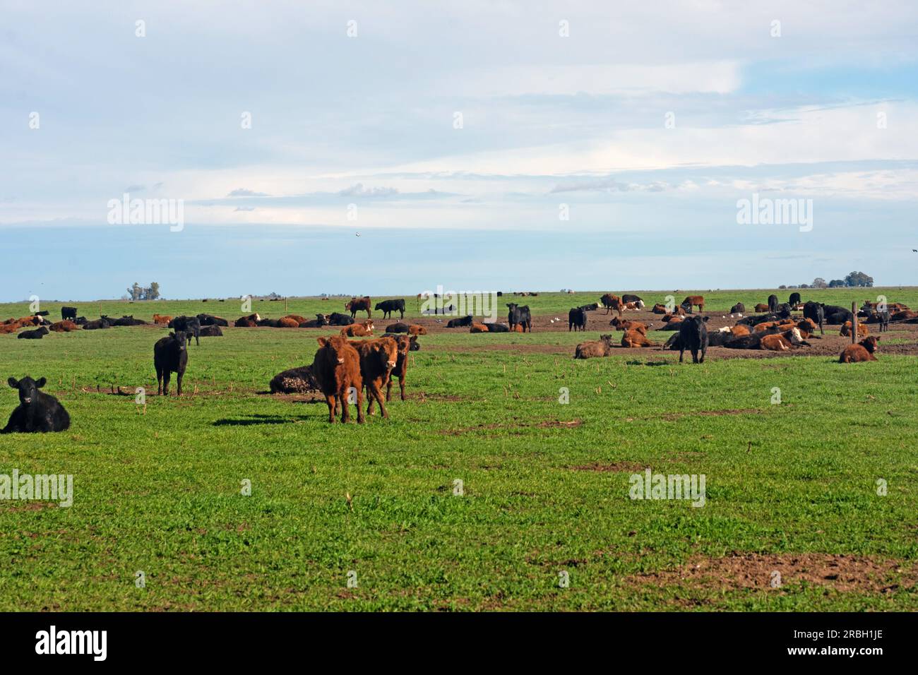 Angus hereford hi-res stock photography and images - Alamy