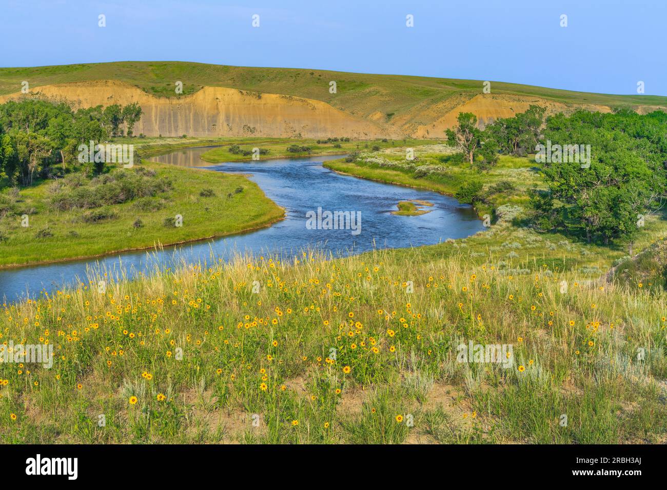 wildflowers along the marias river near chester, montana Stock Photo ...