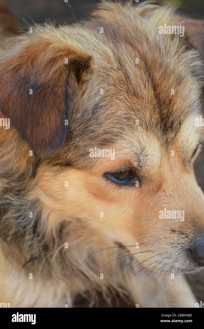 Dogs playing inside hi-res stock photography and images - Alamy