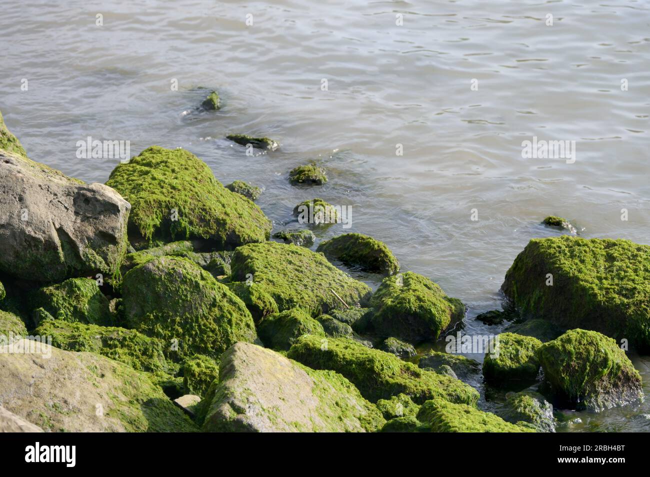 rocks and stones in the water overgrown with moss and algae Stock Photo ...