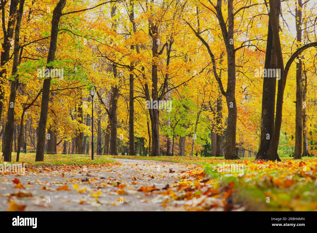 Autumn park landscape . Golden autumn in the city park. Photos on the ...