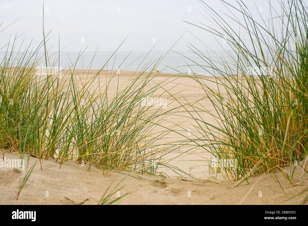 Sand dunes with marram grass and empty beach on Dutch coastline ...