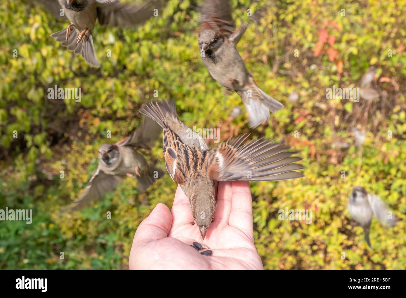 Sparrow eats seeds from a man's hand. A Sparrow bird sitting on the ...
